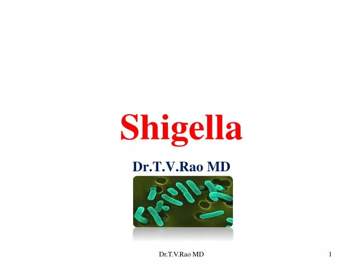 PPT - Shigella PowerPoint Presentation, free download - ID:6104728