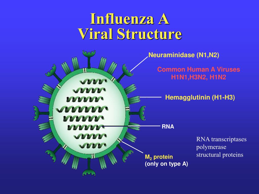 PPT - Prevention of Influenza in Nursing Home Residents: An Update ...