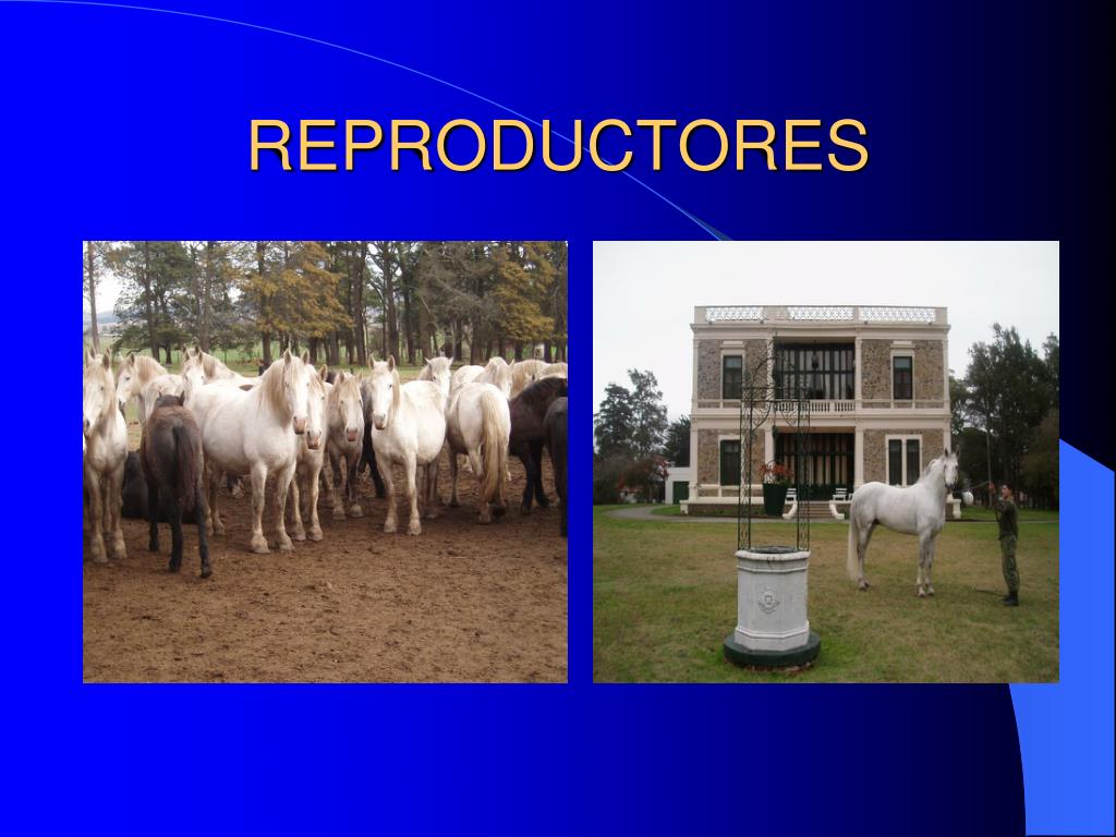 PPT - PRODUCCIÓN EQUINA PowerPoint Presentation, free download - ID:6105032