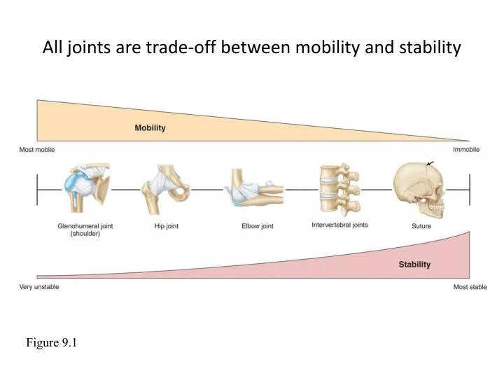 PPT - All joints are trade-off between mobility and stability ...