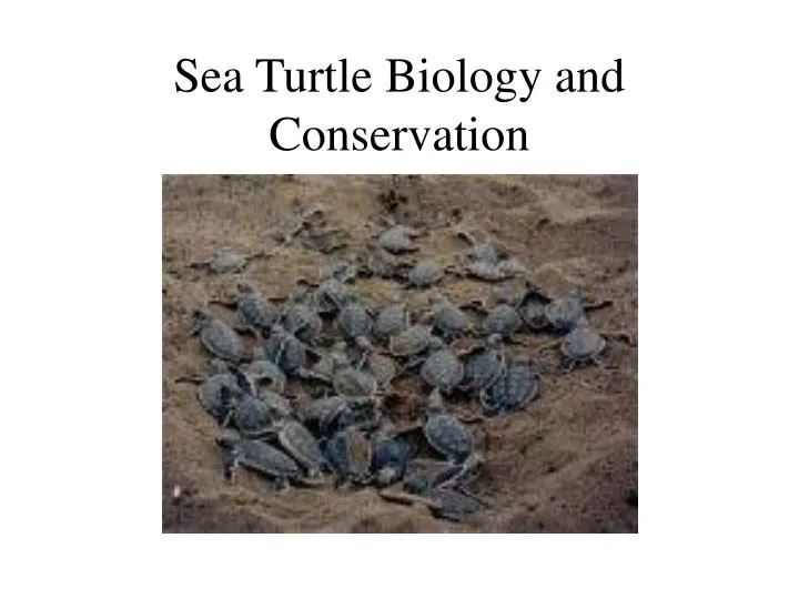 PPT - Sea Turtle Biology and Conservation PowerPoint Presentation, free ...