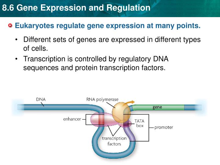 PPT - KEY CONCEPT Gene expression is carefully regulated in both ...