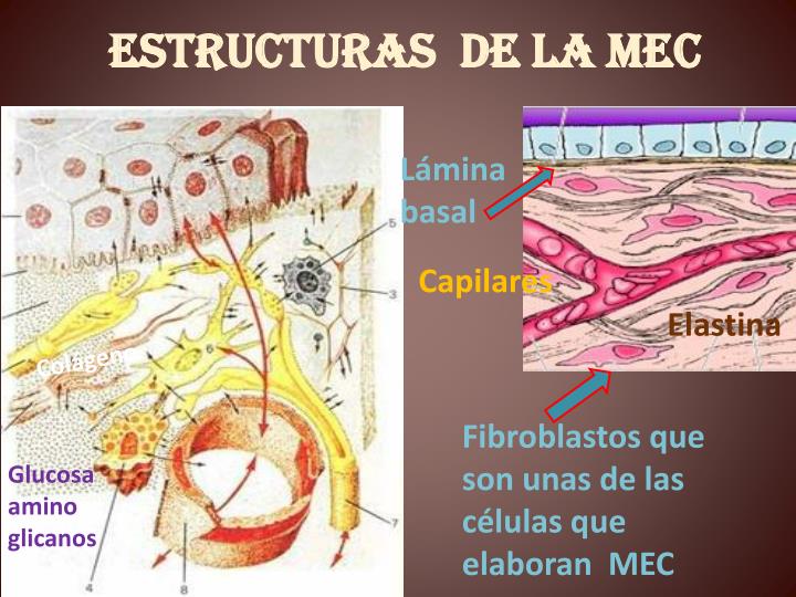 PPT - UNIONES INTERCELULARES Y MATRIZ EXTRACELULAR PowerPoint ...