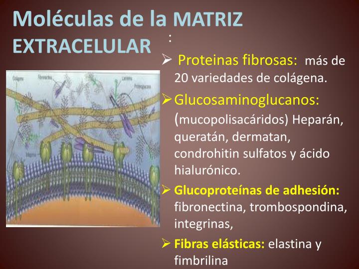 PPT - UNIONES INTERCELULARES Y MATRIZ EXTRACELULAR PowerPoint ...