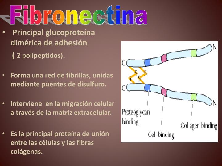PPT - UNIONES INTERCELULARES Y MATRIZ EXTRACELULAR PowerPoint ...