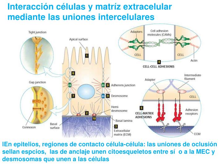 PPT - UNIONES INTERCELULARES Y MATRIZ EXTRACELULAR PowerPoint ...