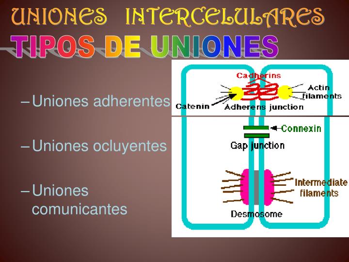 PPT - UNIONES INTERCELULARES Y MATRIZ EXTRACELULAR PowerPoint ...