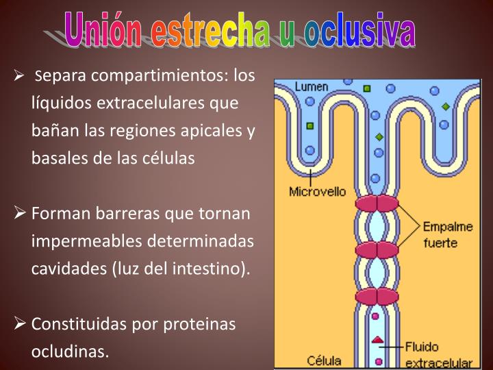 PPT - UNIONES INTERCELULARES Y MATRIZ EXTRACELULAR PowerPoint ...