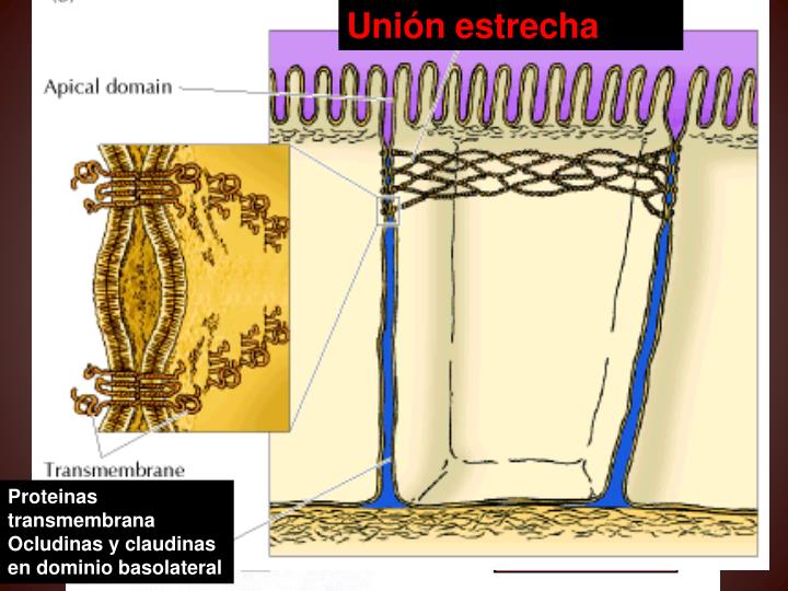 PPT - UNIONES INTERCELULARES Y MATRIZ EXTRACELULAR PowerPoint ...