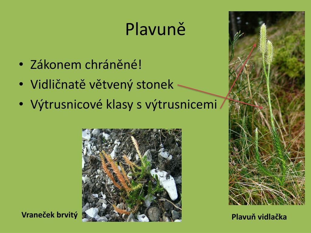 PPT - Výukový materiál zpracován v rámci projektu EU peníze školám ...