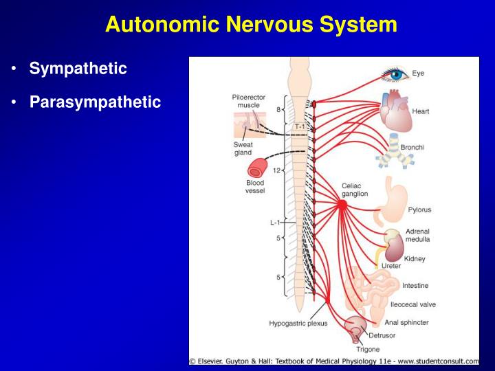 PPT - Nervous Regulation of Circulation and Rapid Control of Arterial ...