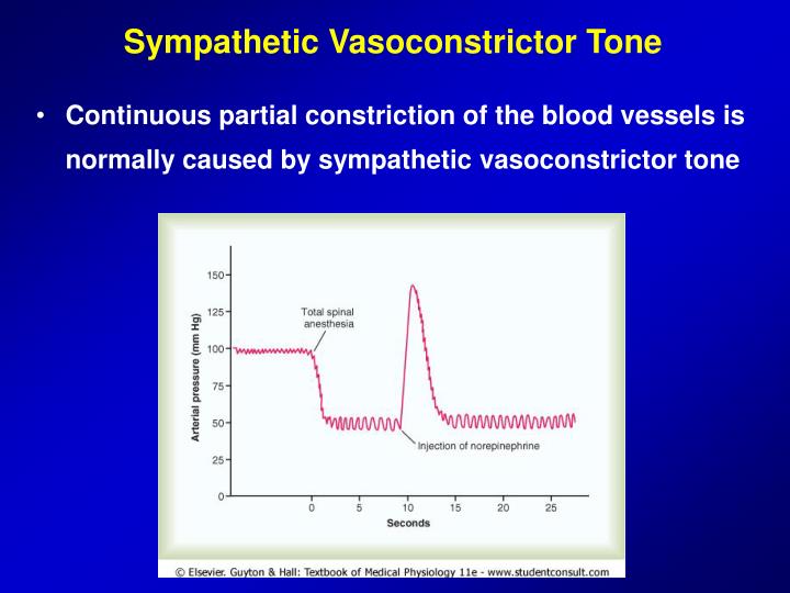 PPT - Nervous Regulation of Circulation and Rapid Control of Arterial ...