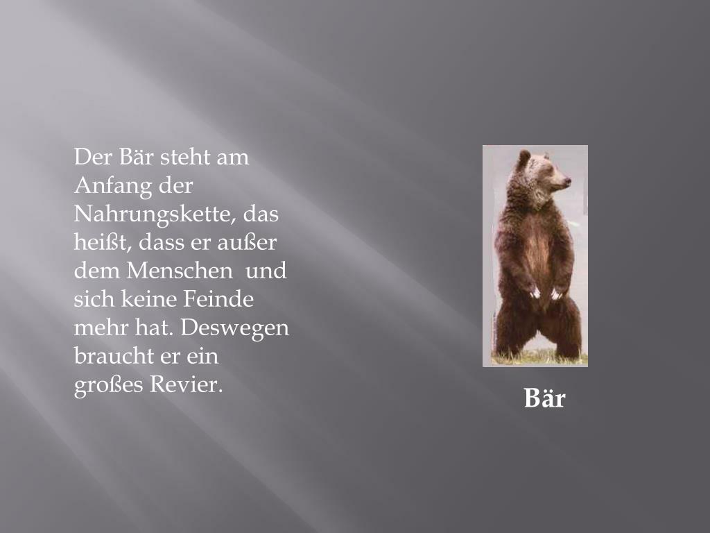 Ppt Der Bär Powerpoint Presentation Free Download Id 6110941