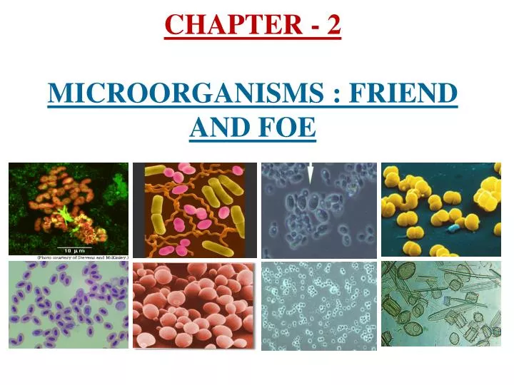 PPT - CHAPTER - 2 MICROORGANISMS : FRIEND AND FOE PowerPoint ...