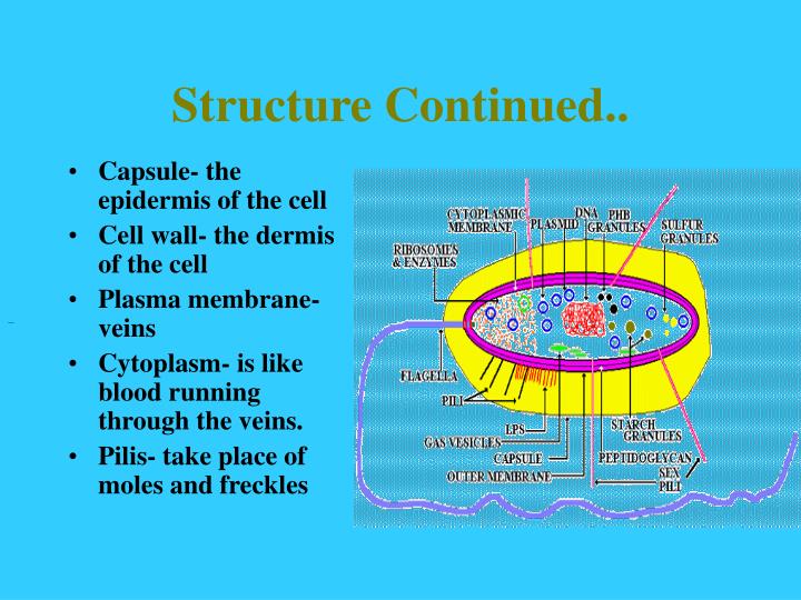PPT - Treponema Pallidum PowerPoint Presentation - ID:6112998