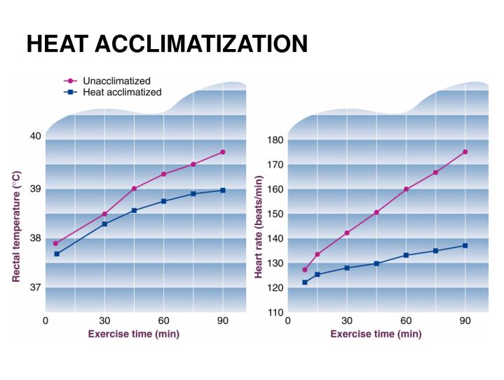 PPT - Cardiovascular Exercise in the Heat PowerPoint Presentation - ID ...