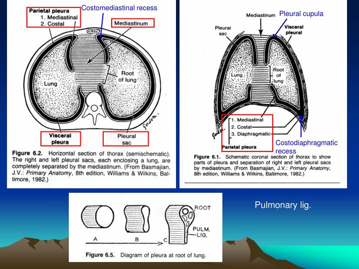 PPT - Thoracic organs PowerPoint Presentation - ID:6114088