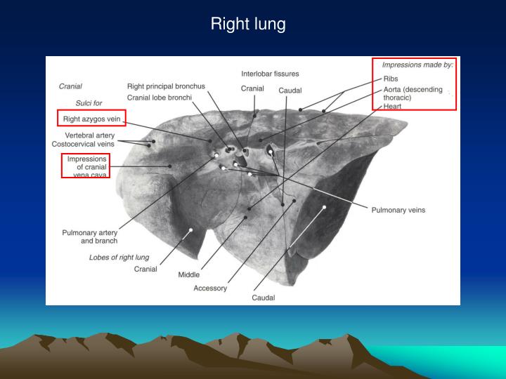 PPT - Thoracic organs PowerPoint Presentation - ID:6114088