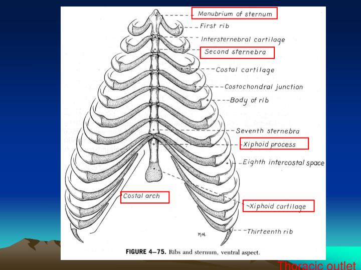 PPT - Thoracic organs PowerPoint Presentation - ID:6114088