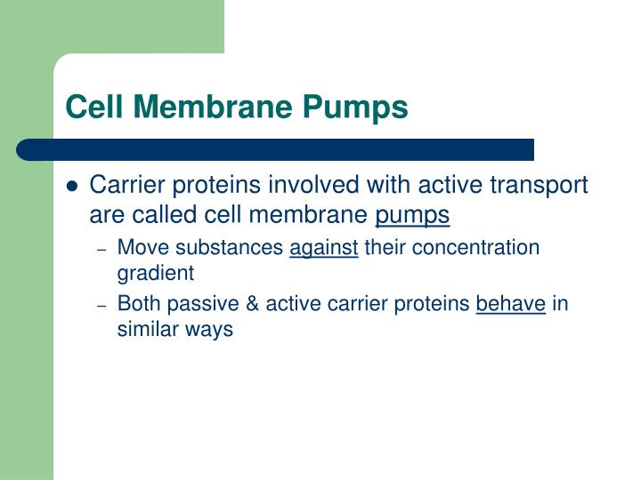 PPT - Homeostasis & Transport PowerPoint Presentation - ID:6114098