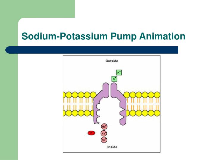 PPT - Homeostasis & Transport PowerPoint Presentation - ID:6114098