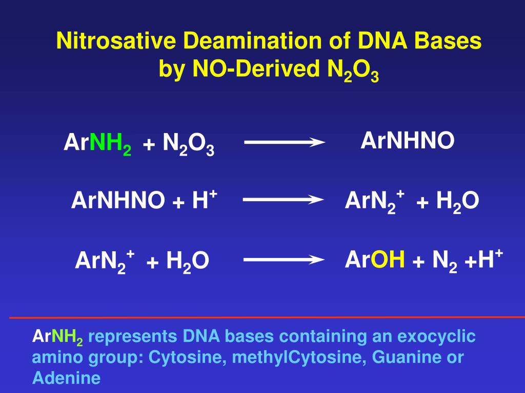 PPT - ROS, RNI, DNA Damage and Repair Signaling PowerPoint Presentation ...