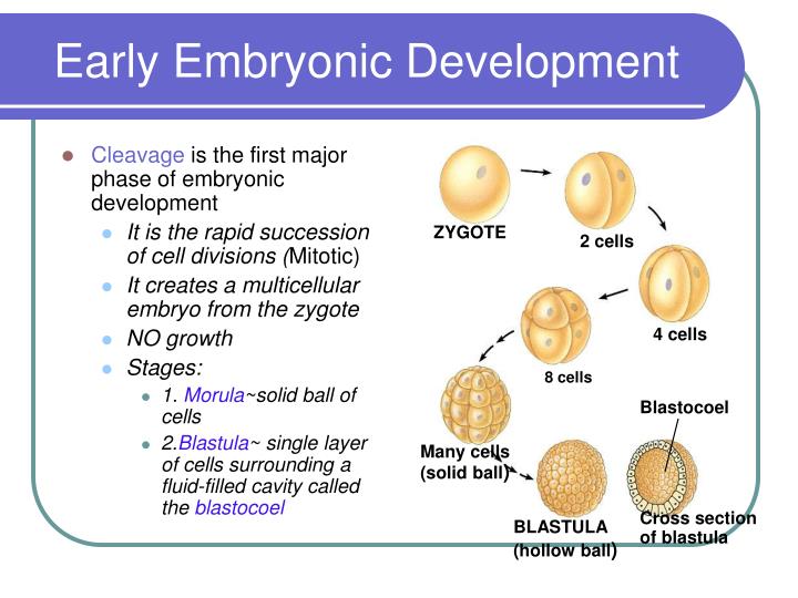 PPT - Embryonic Development PowerPoint Presentation - ID:6114231