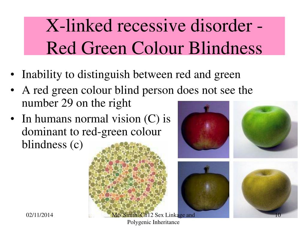 Ppt Chapter 12 Sex Linkage And Polygenic Inheritance Powerpoint
