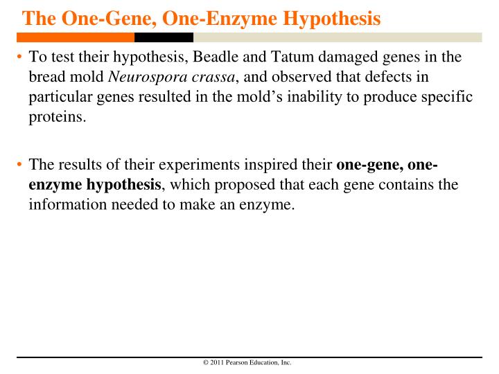 PPT - How Genes Work PowerPoint Presentation - ID:6115452