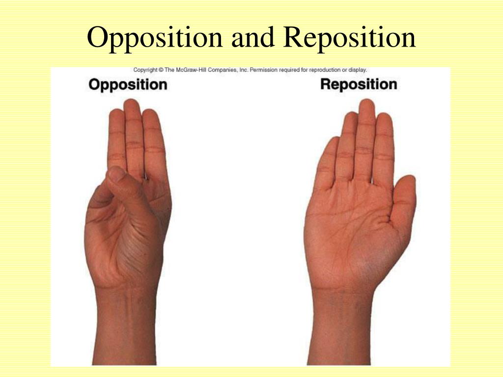 Ppt Articulations And Movement Powerpoint Presentation Free Download
