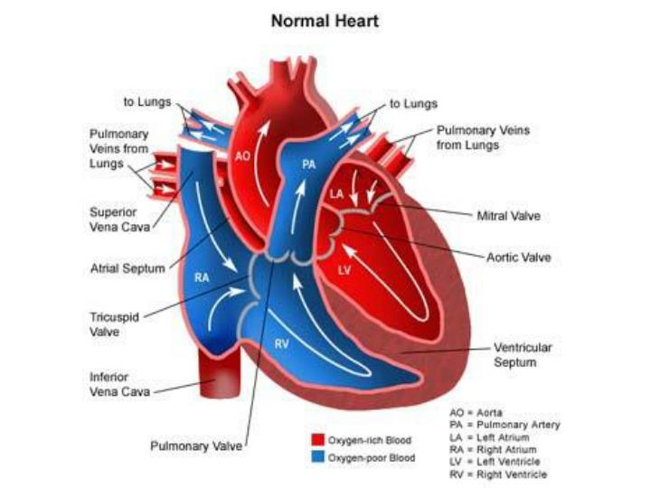 PPT - Neonate Heart PowerPoint Presentation - ID:6116693