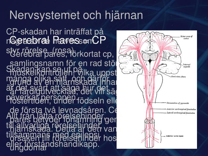PPT - Nervsystemet och hjärnan PowerPoint Presentation - ID:6116792