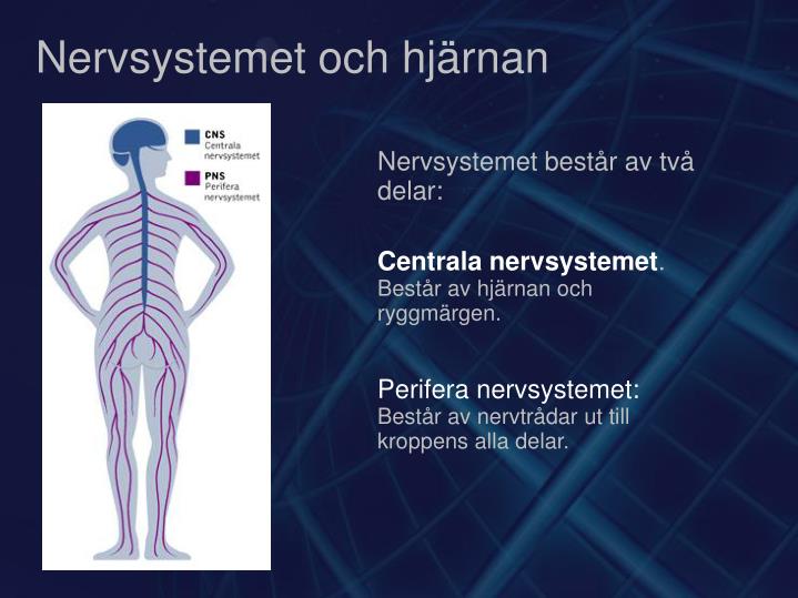 PPT - Nervsystemet och hjärnan PowerPoint Presentation - ID:6116792