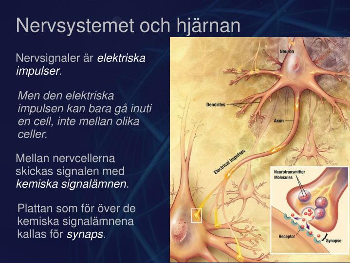 PPT - Nervsystemet och hjärnan PowerPoint Presentation - ID:6116792