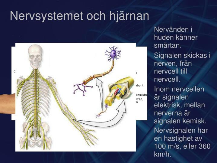 PPT - Nervsystemet och hjärnan PowerPoint Presentation - ID:6116792