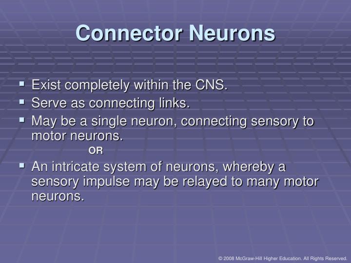 PPT - Chapter 4: The Neuromuscular Basis of Human Motion PowerPoint ...
