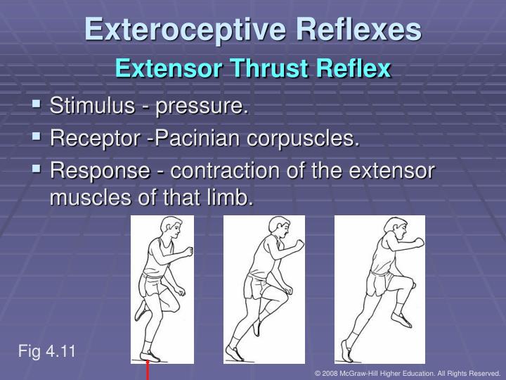 PPT - Chapter 4: The Neuromuscular Basis of Human Motion PowerPoint ...