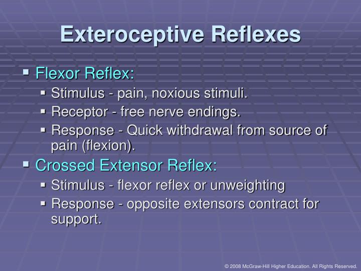 PPT - Chapter 4: The Neuromuscular Basis of Human Motion PowerPoint ...