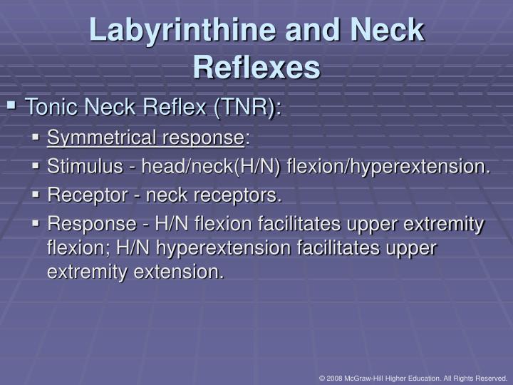 PPT - Chapter 4: The Neuromuscular Basis of Human Motion PowerPoint ...
