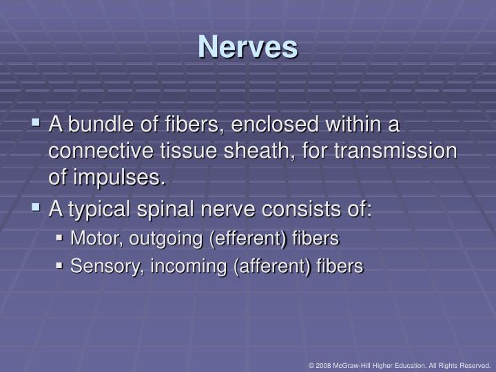PPT - Chapter 4: The Neuromuscular Basis of Human Motion PowerPoint ...