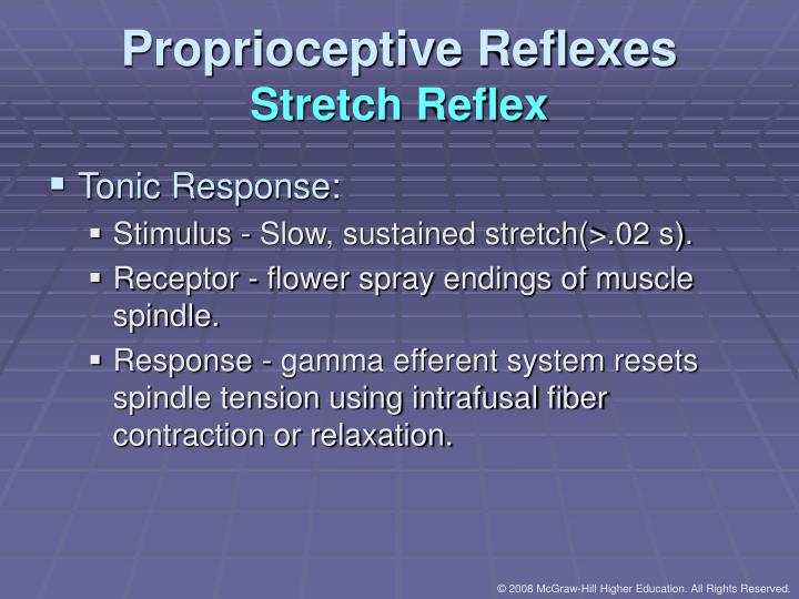 PPT - Chapter 4: The Neuromuscular Basis of Human Motion PowerPoint ...