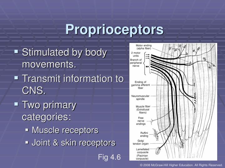 PPT - Chapter 4: The Neuromuscular Basis of Human Motion PowerPoint ...