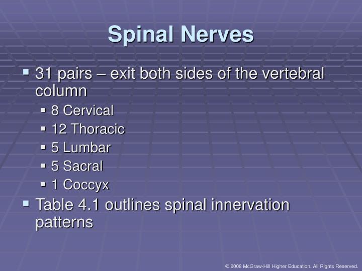 PPT - Chapter 4: The Neuromuscular Basis of Human Motion PowerPoint ...