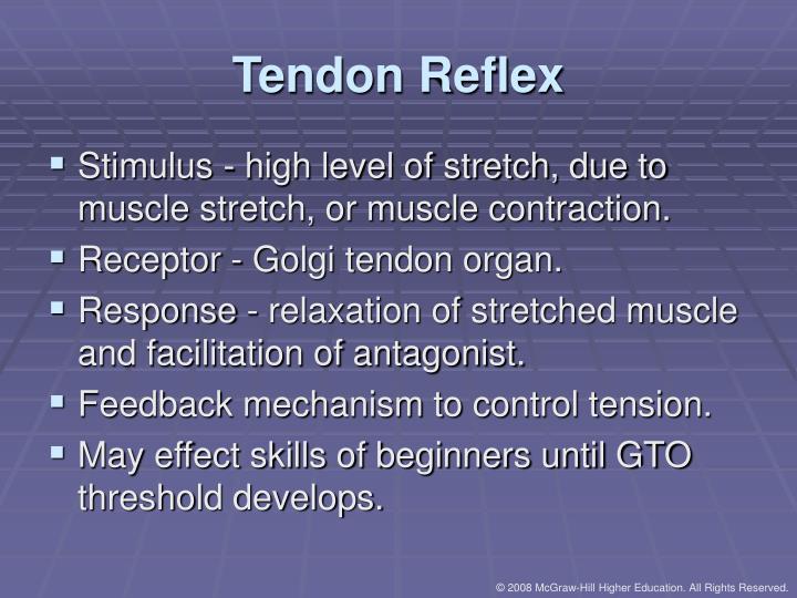 PPT - Chapter 4: The Neuromuscular Basis of Human Motion PowerPoint ...