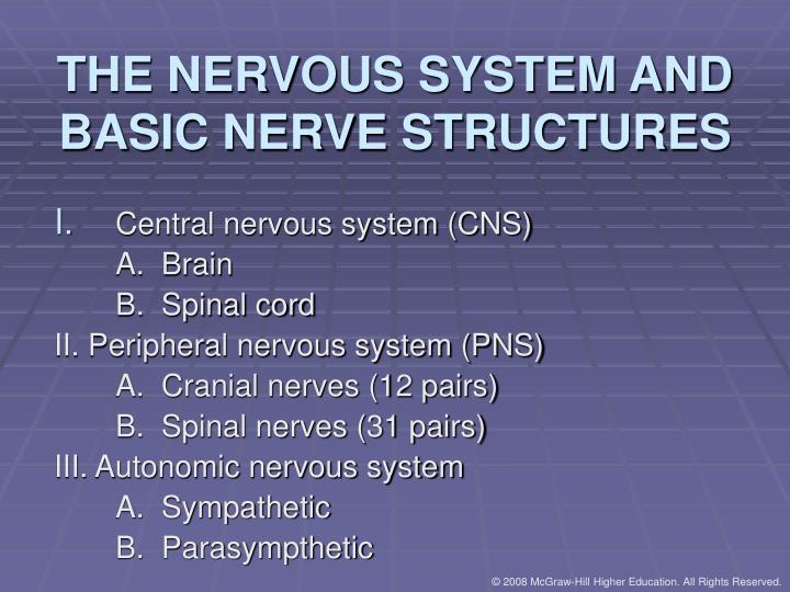 PPT - Chapter 4: The Neuromuscular Basis of Human Motion PowerPoint ...