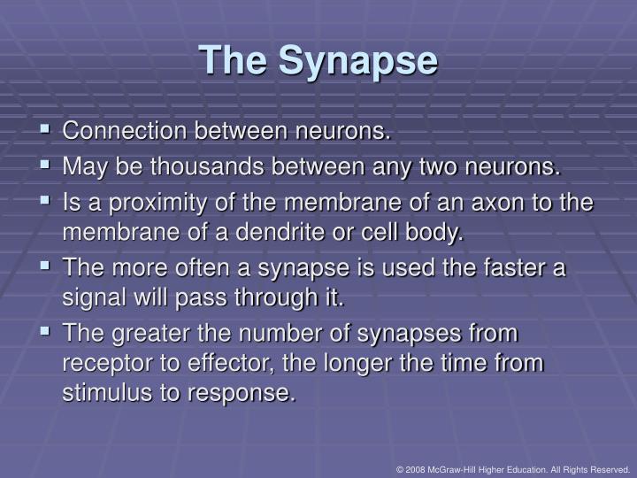 PPT - Chapter 4: The Neuromuscular Basis of Human Motion PowerPoint ...