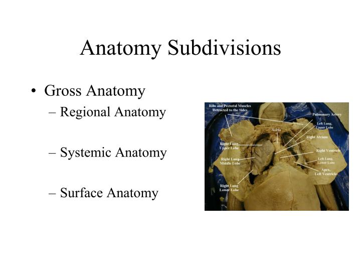 PPT - Anatomy & Physiology Lecture #1 - Introduction PowerPoint ...