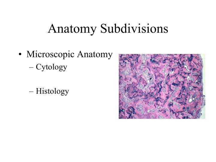 PPT - Anatomy & Physiology Lecture #1 - Introduction PowerPoint ...