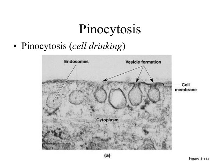 PPT - Anatomy & Physiology Lecture #1 - Introduction PowerPoint ...