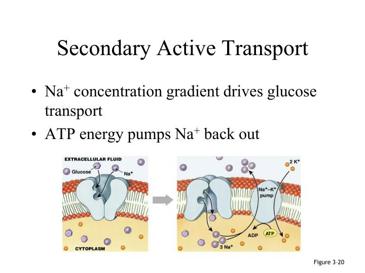PPT - Anatomy & Physiology Lecture #1 - Introduction PowerPoint ...